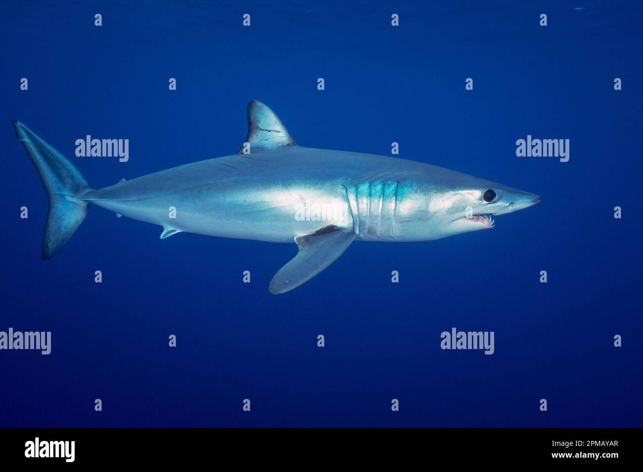 shortfin mako shark, Isurus oxyrinchus, San Diego, California, East ...