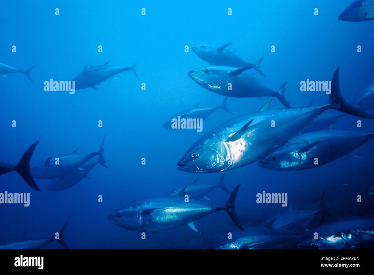 Pacific bluefin tunas (c), Thunnus orientalis, Ensenada, Baja, Mexico ...
