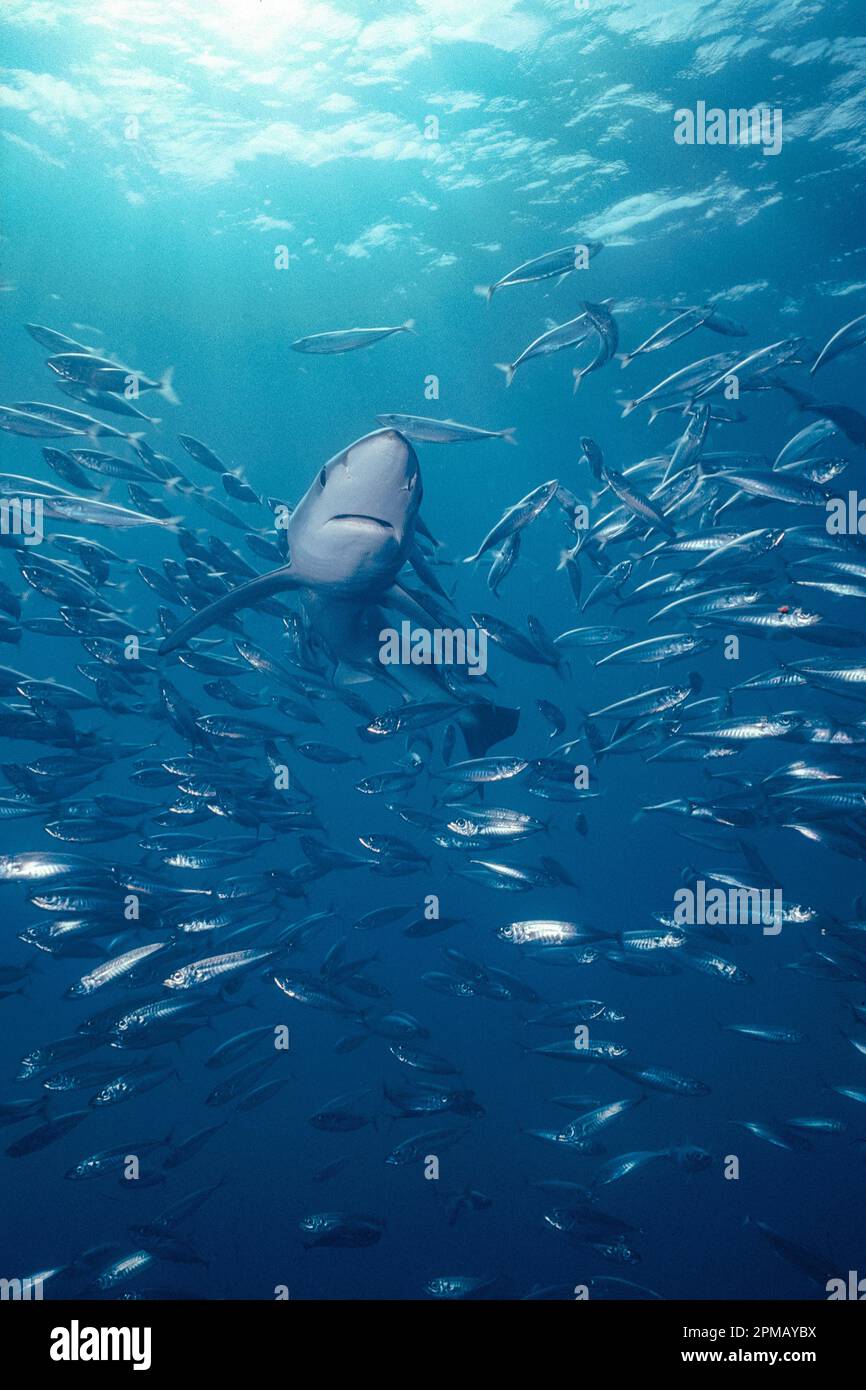 blue shark , Prionace glauca, with schooling jack mackerel, Trachurus ...