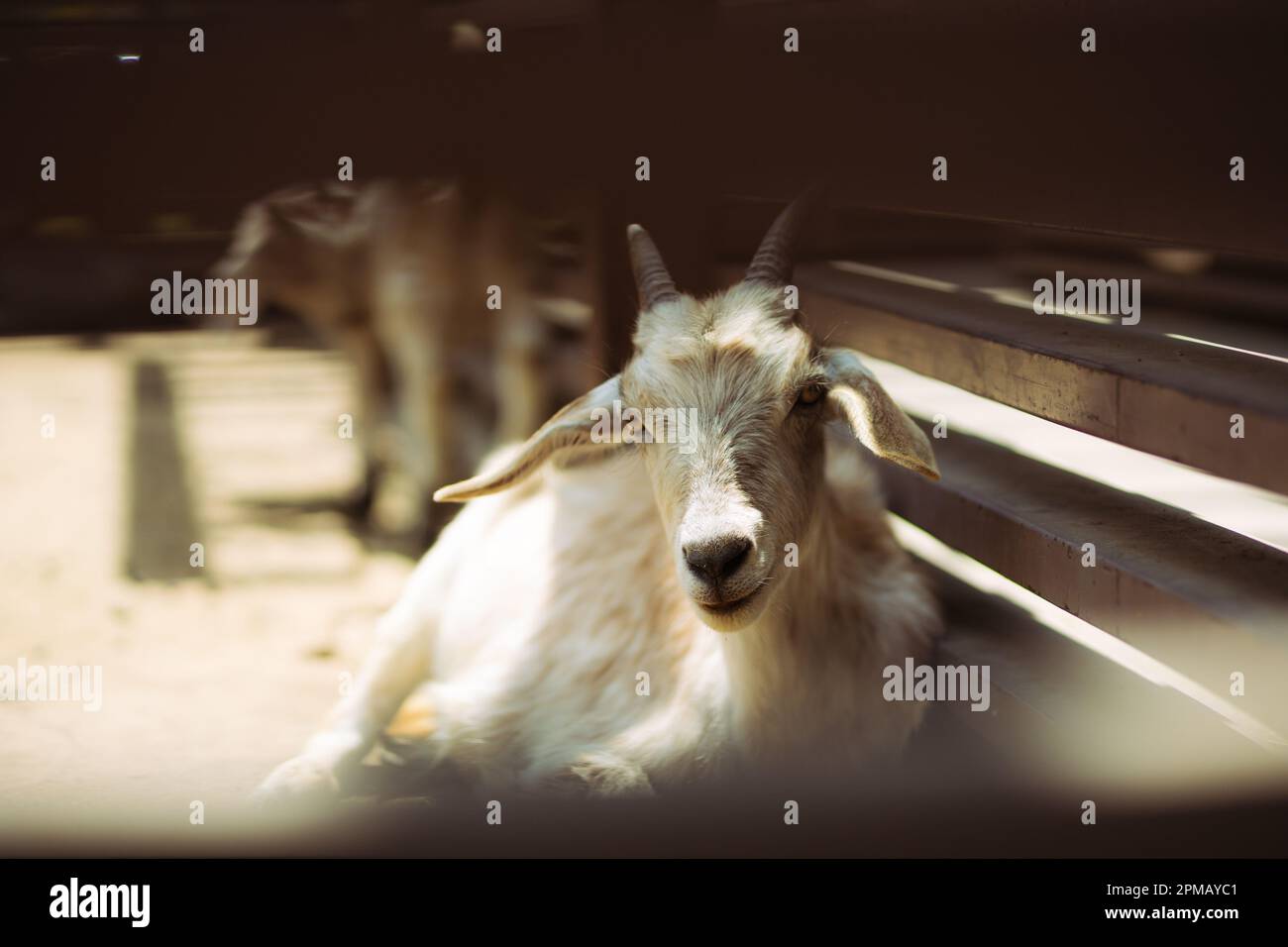 Lying young goat hi-res stock photography and images - Alamy