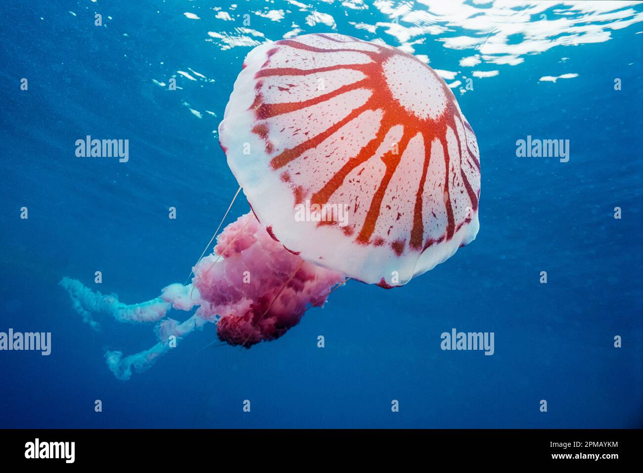 purple-striped jelly, Chrysaora colorata (formerly Pelagia colorata ...