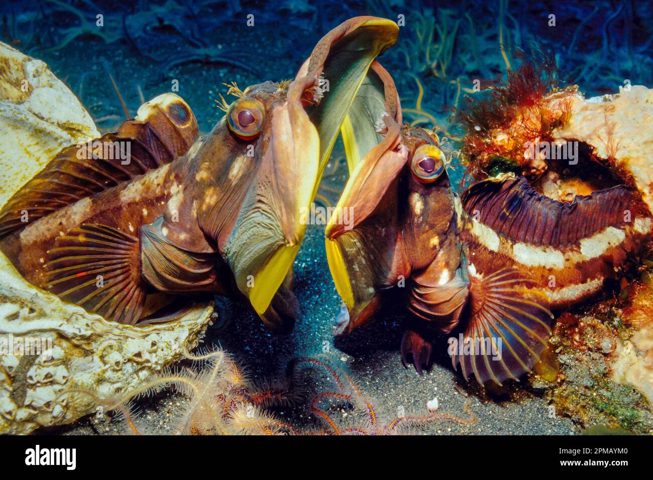 sarcastic fringehead, Neoclinus blanchardi, males, fighting, engaging ...