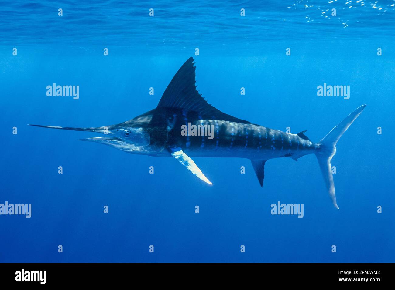 striped marlin, Kajikia audax (formerly Kajikia audax), Magdalena Bay ...