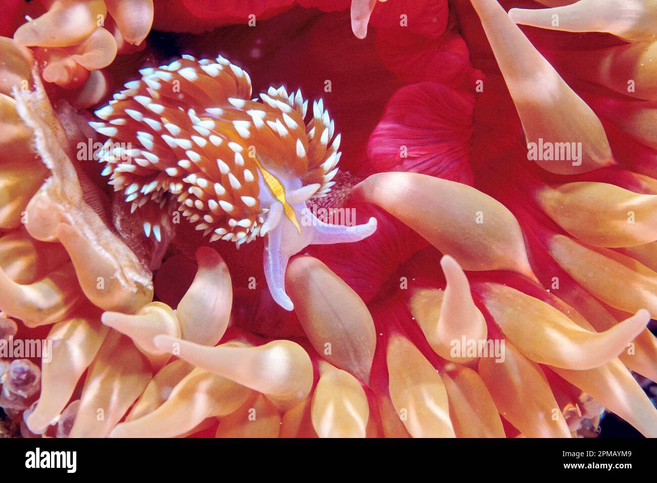 Nudibranch or sea slug mollasc gastropod hi-res stock photography and ...