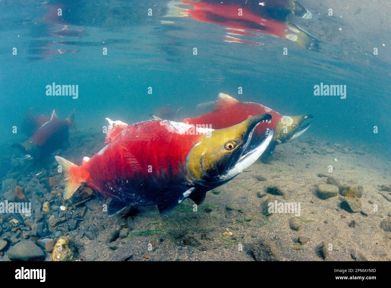 sockeye (red) salmon, Oncorhynchus nerka, males spawning, Saltery River ...