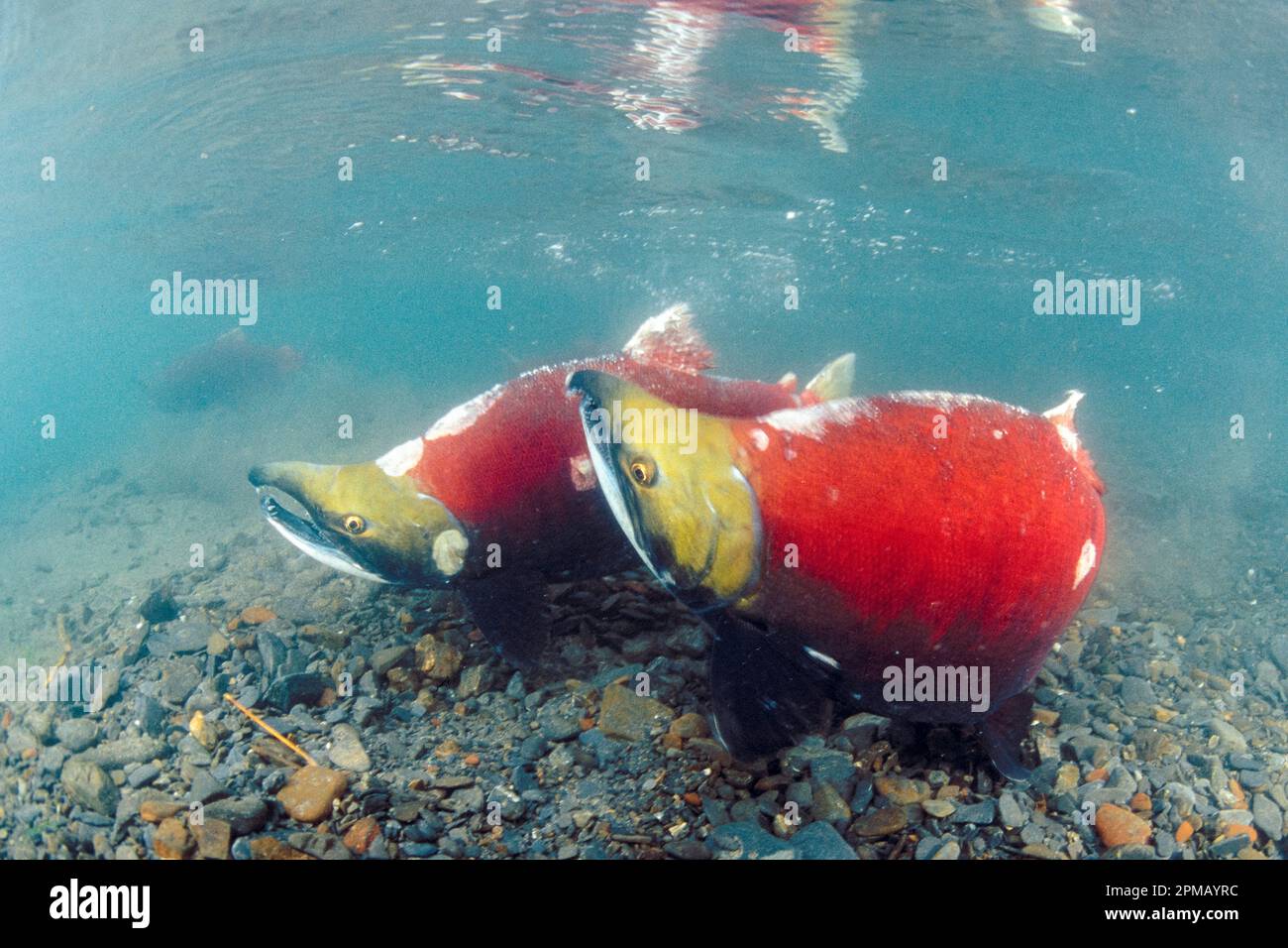 sockeye (red) salmon, Oncorhynchus nerka, males spawning, Saltery River ...