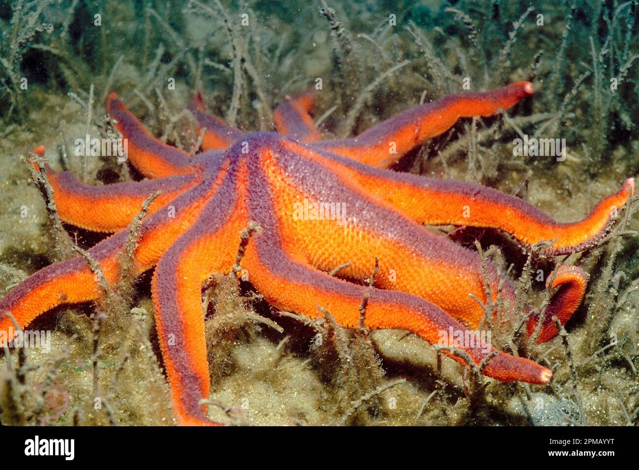 Starfish underwater alaska hi-res stock photography and images - Alamy