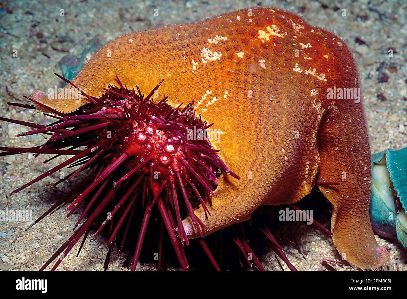 bat star, Patiria miniata, feeding on red sea urchin ...