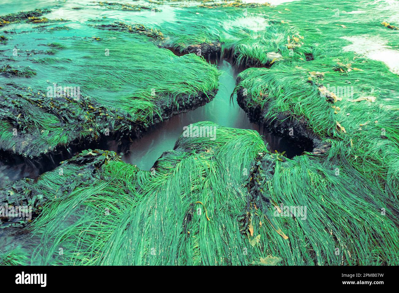 Surf grass torrey hi-res stock photography and images - Alamy