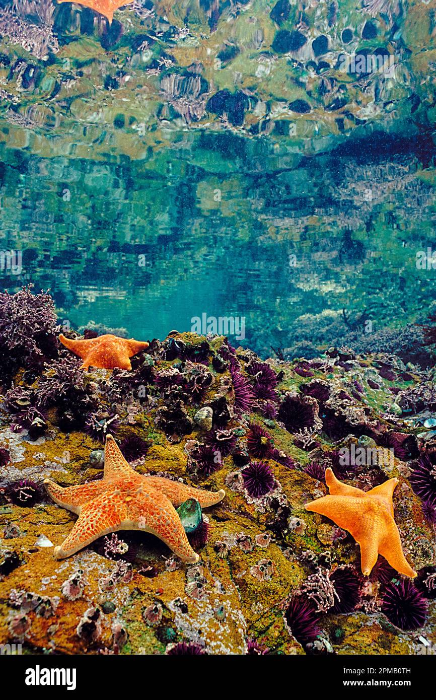 sea stars in tide pool, Asterina sp. and Dermasterias sp., Diablo ...