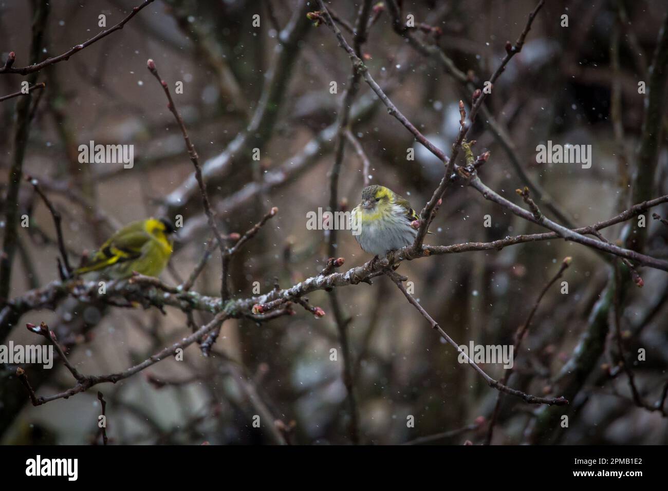 Female siskin, black-headed goldfinch (Spinus spinus Stock Photo - Alamy