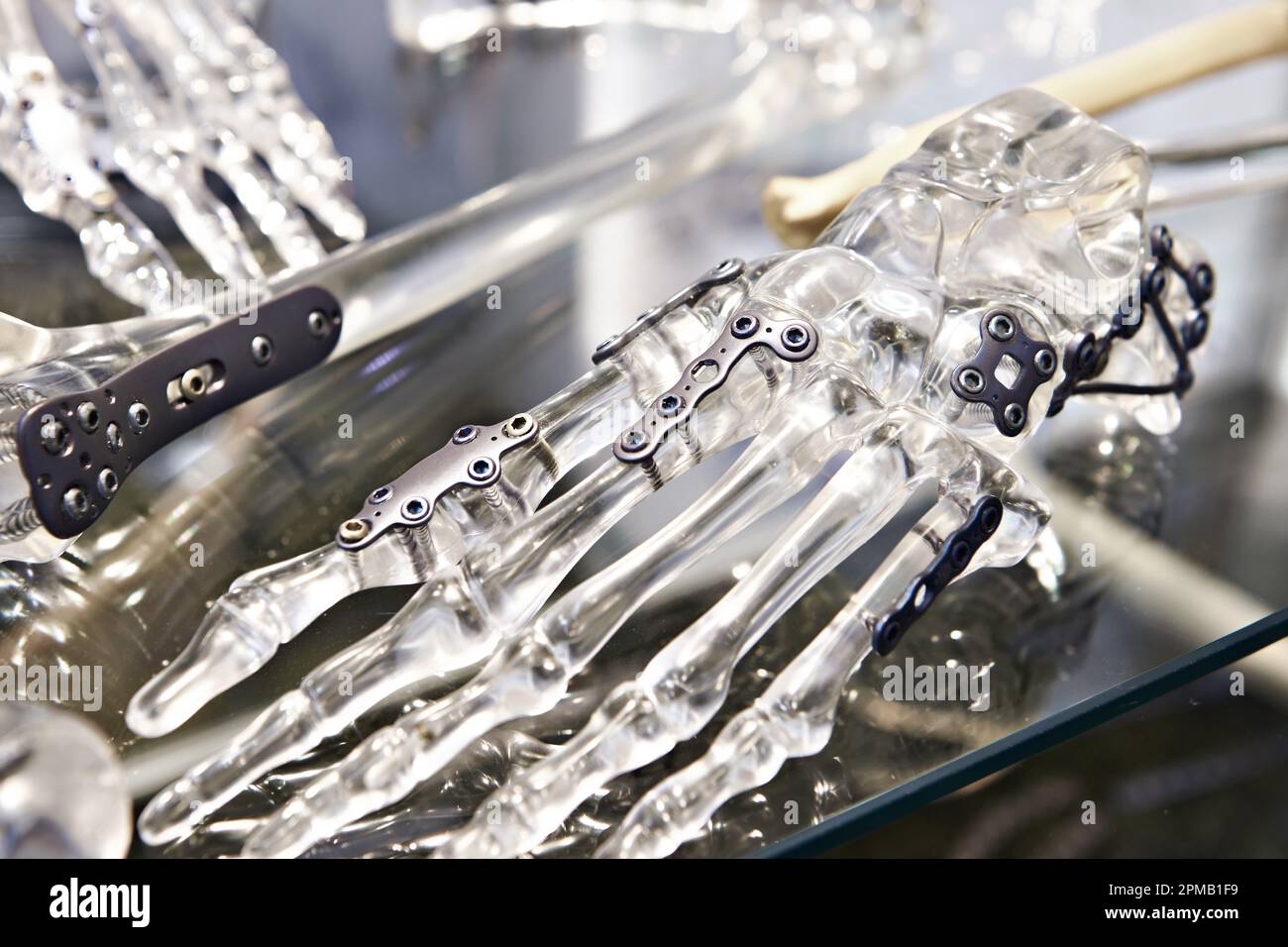 Human skeleton bones model hi-res stock photography and images - Alamy
