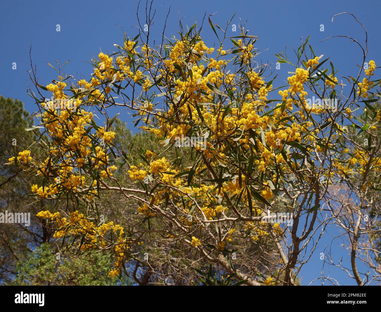 Flowering acacia trees hi-res stock photography and images - Alamy