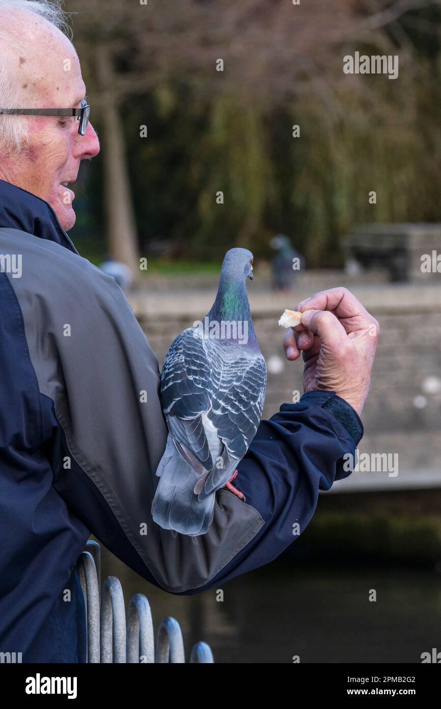 A mature man feeding a wild pigeon in a park in Newquay in Cornwall in ...