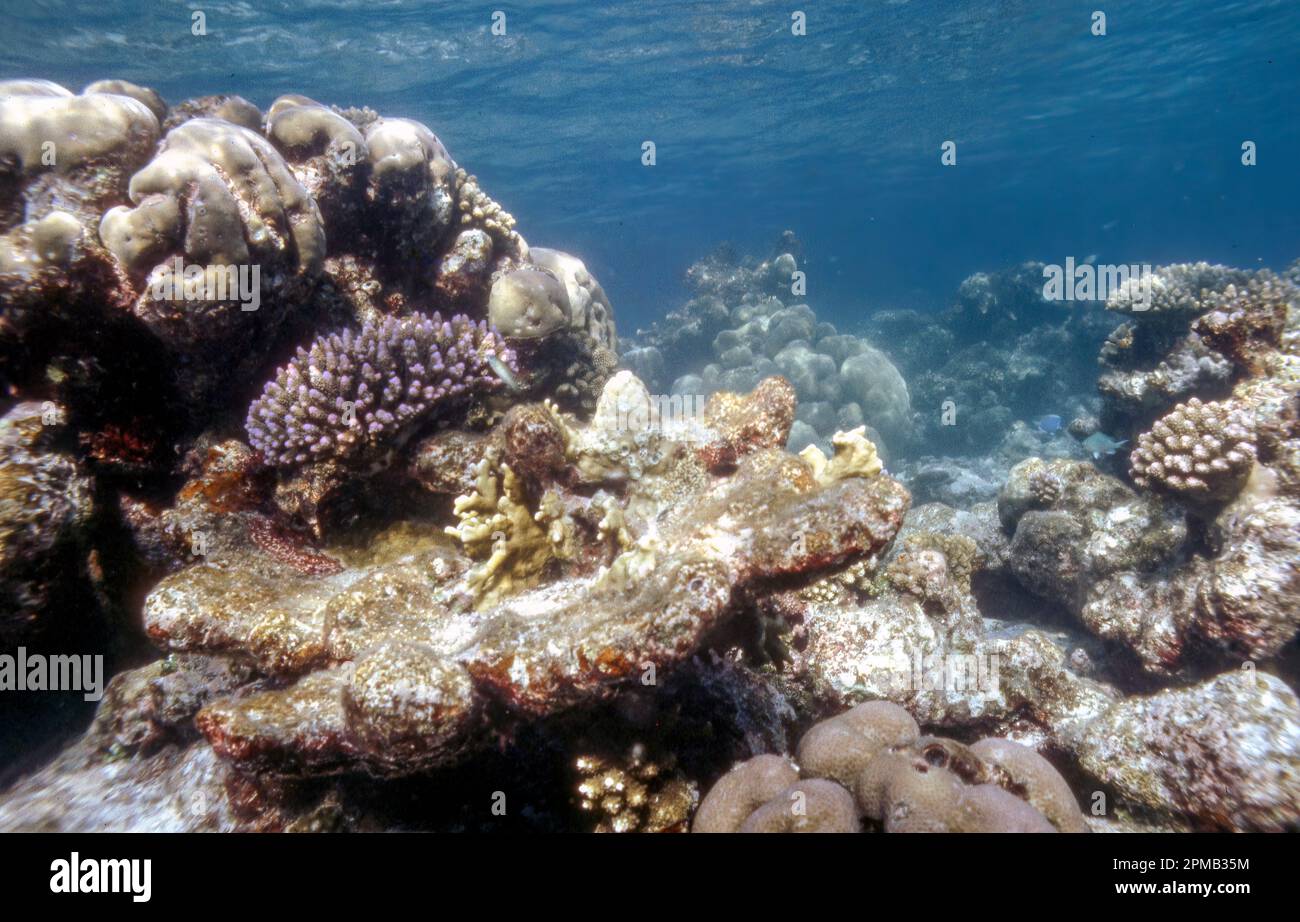 Shows how living stony corals (Acropora spp.) grow on top of dead ...