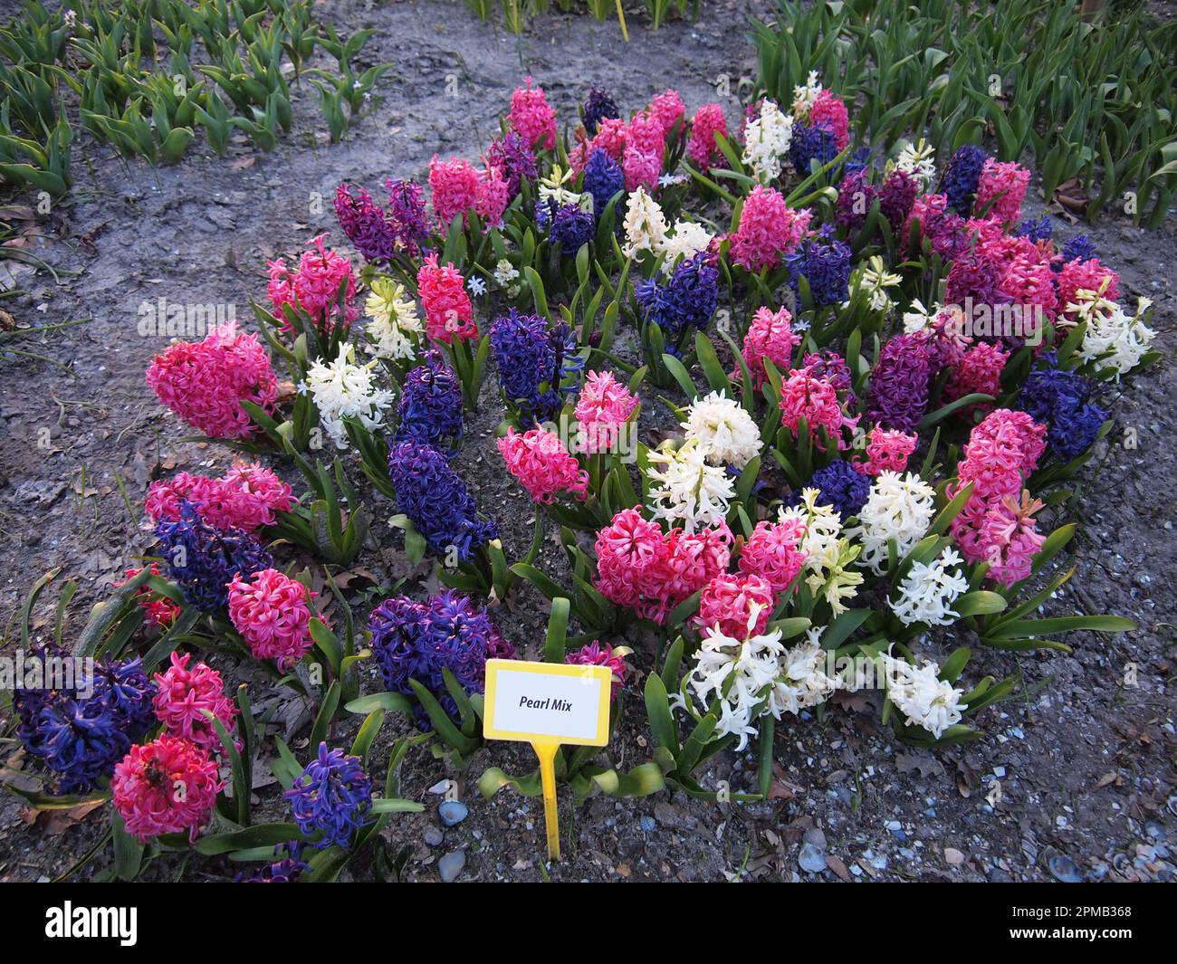 Anna paulowna hi-res stock photography and images - Alamy