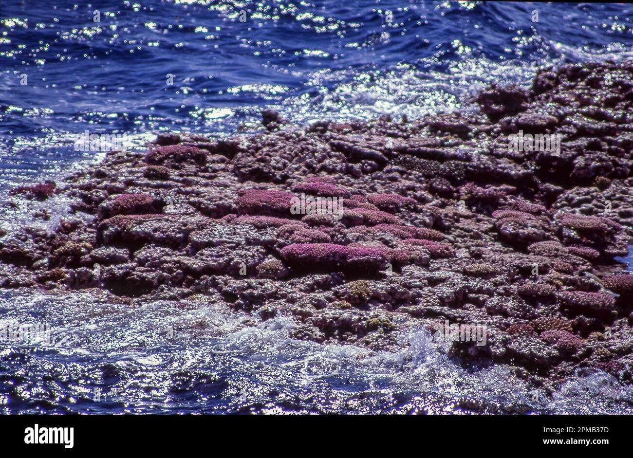 Exposed stony corals (Acropora sp.) on a reef pillar at Boomerang Reef ...