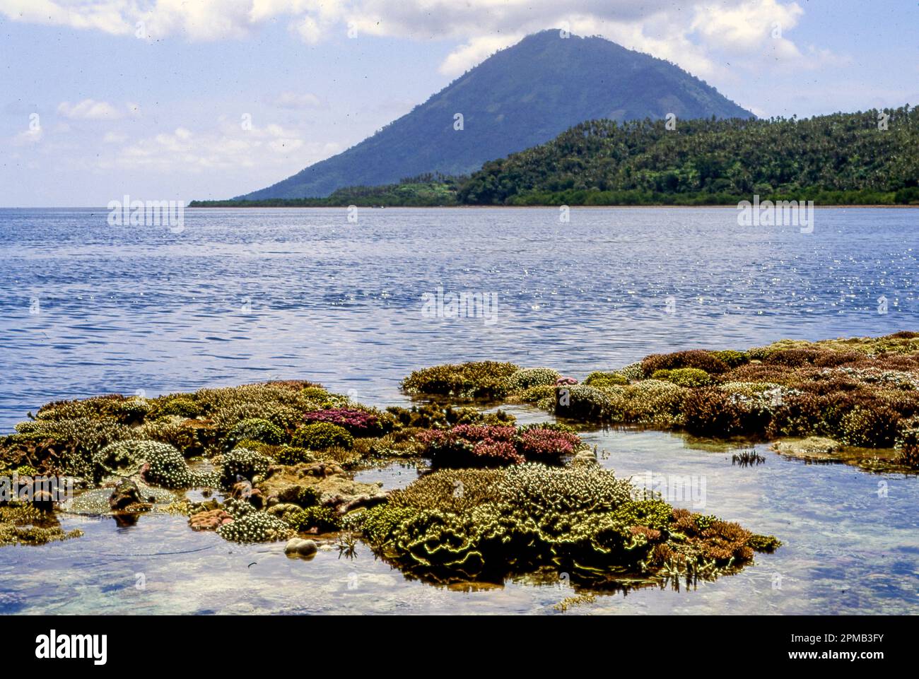 Shallow water coral reef at Bunaken National Park (Sulawesi, Indonesia ...