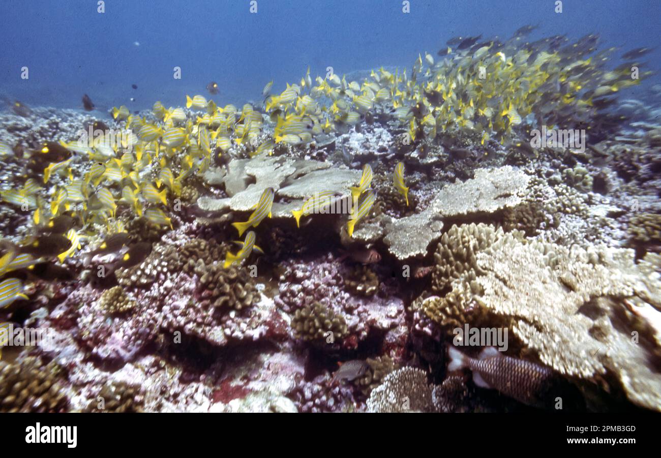 Untouched reef at 10 meters depth at Furanafushi, Male Atoll, the ...