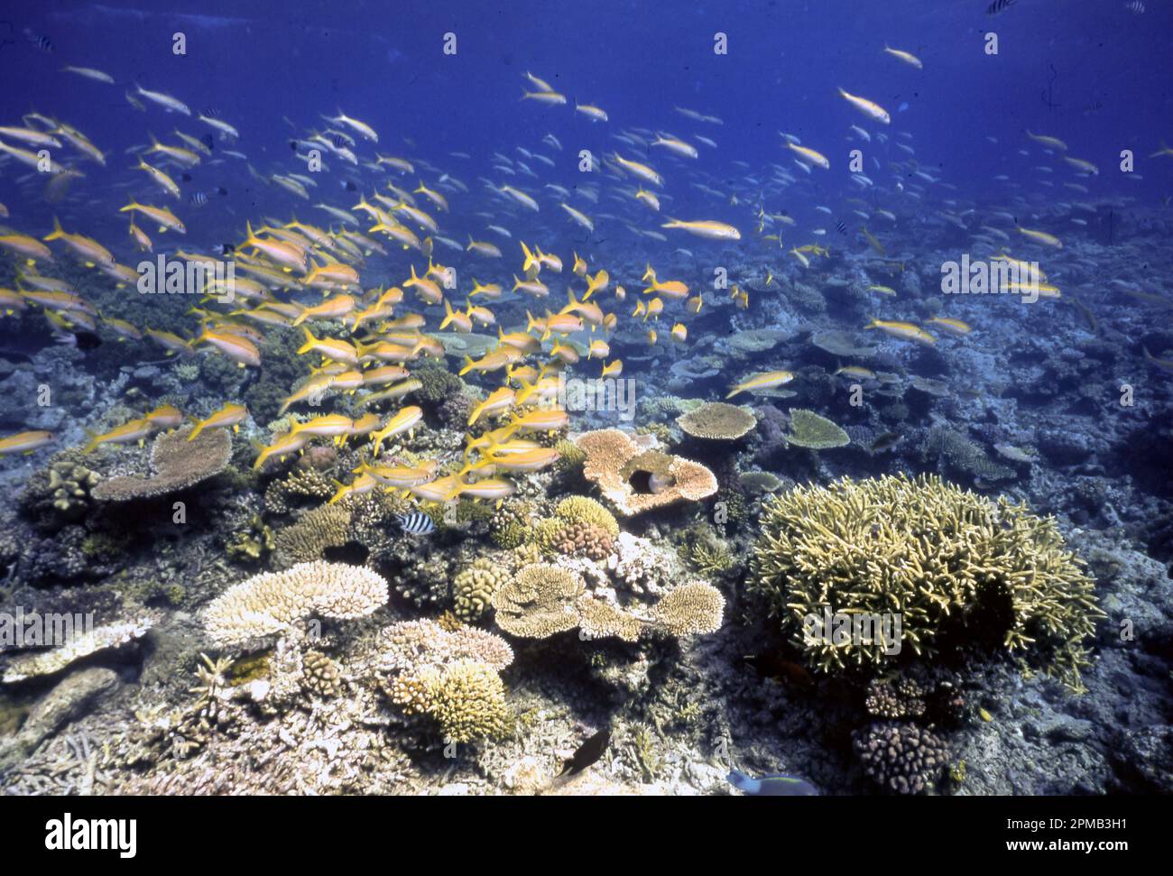 Ribbon reef great barrier reef hi-res stock photography and images - Alamy