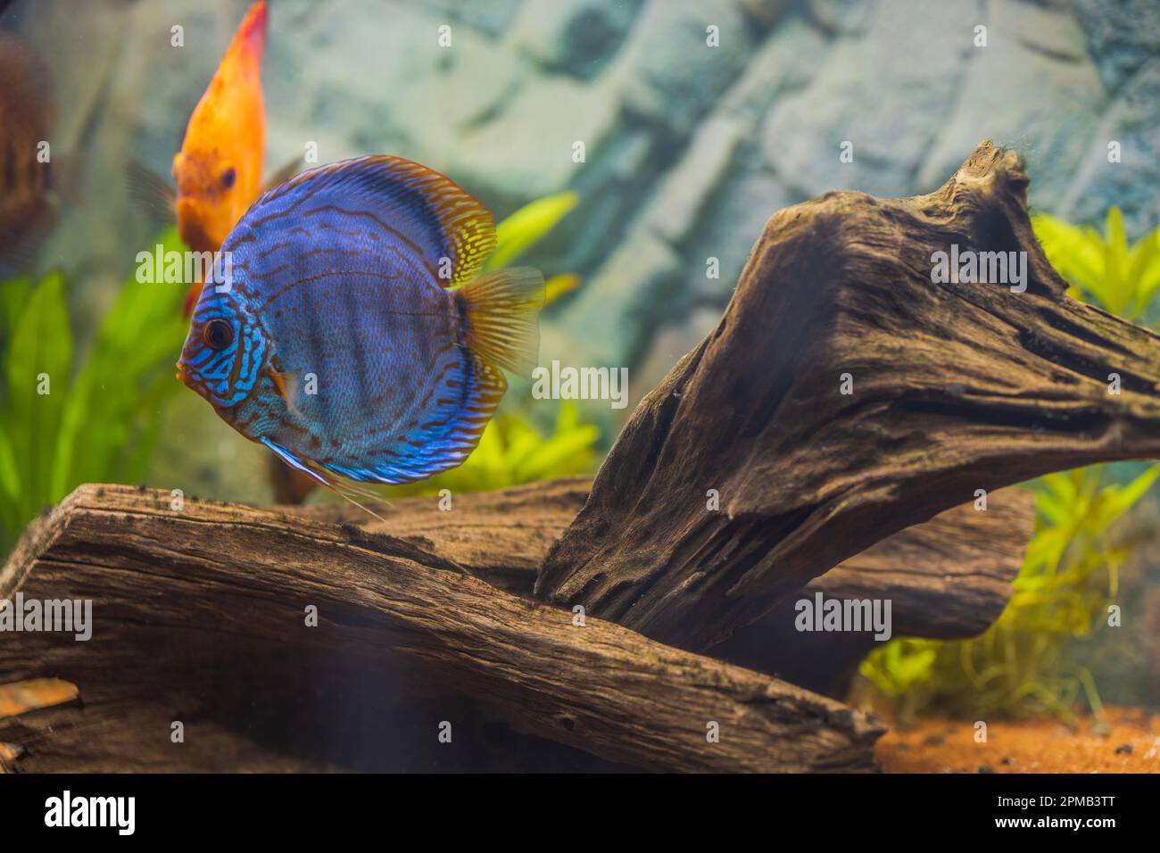 Beautiful view of colorful fish Discus in aquarium. Sweden Stock Photo ...