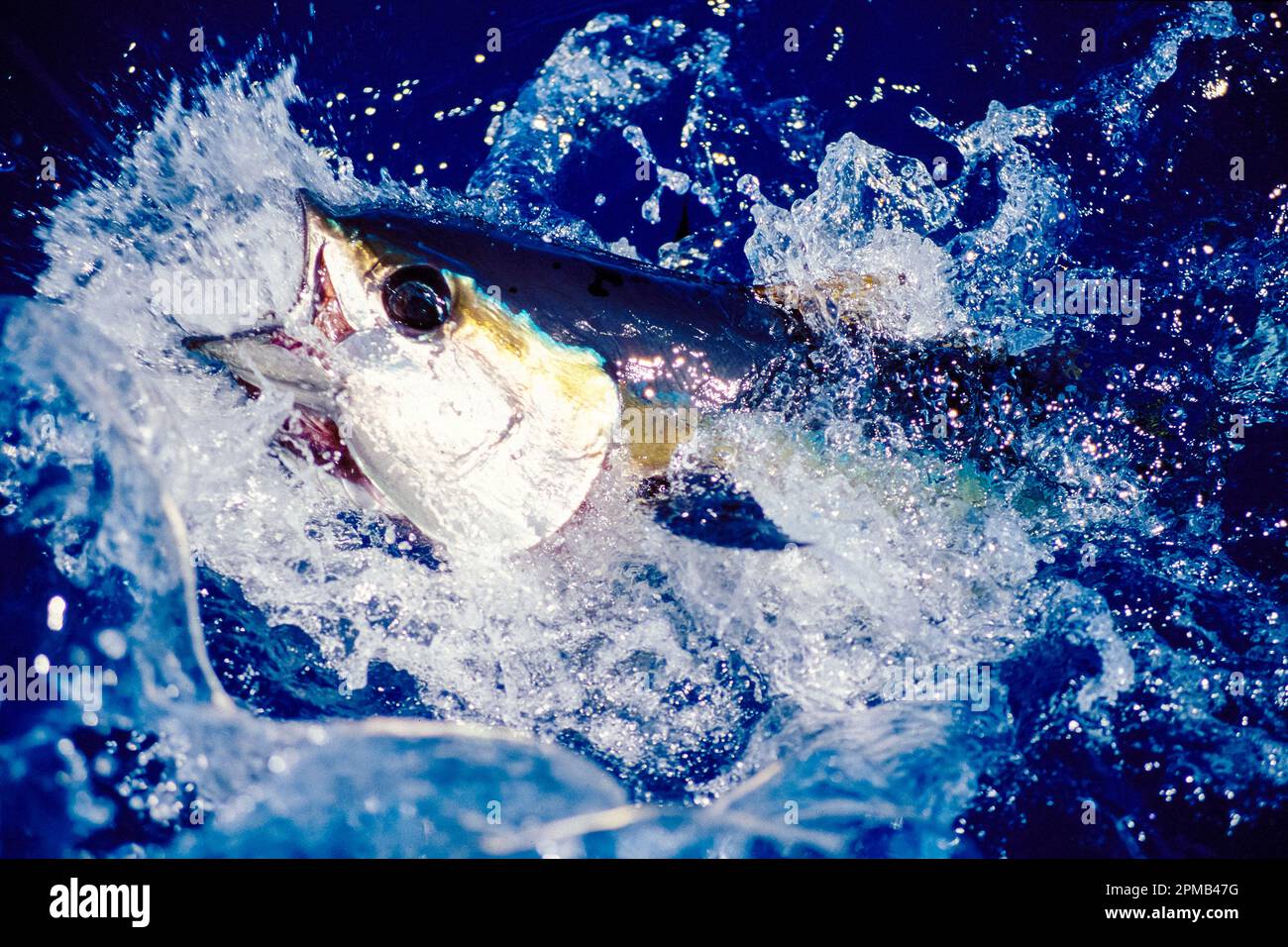 yellowfin tuna, Thunnus albacares, hooked during sport fishing, San ...