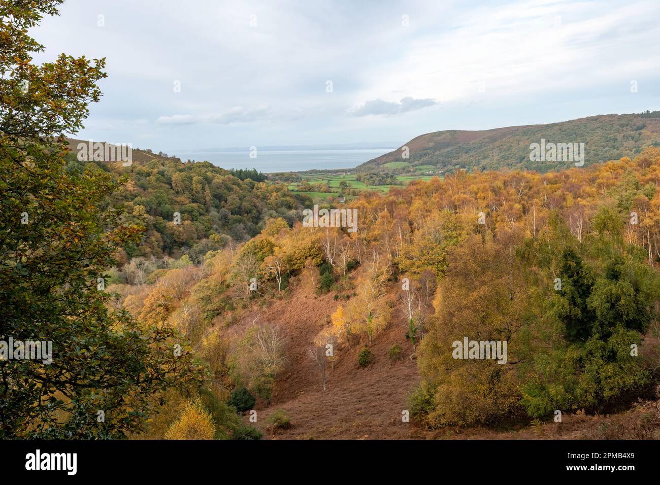 Landscape photo the autumn colours at Horner woods in Exmoor National ...