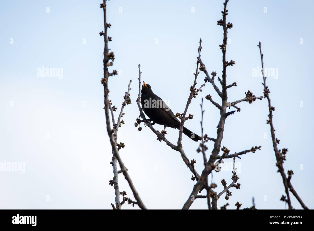 Amsel turdus merula turdidae hi-res stock photography and images - Alamy