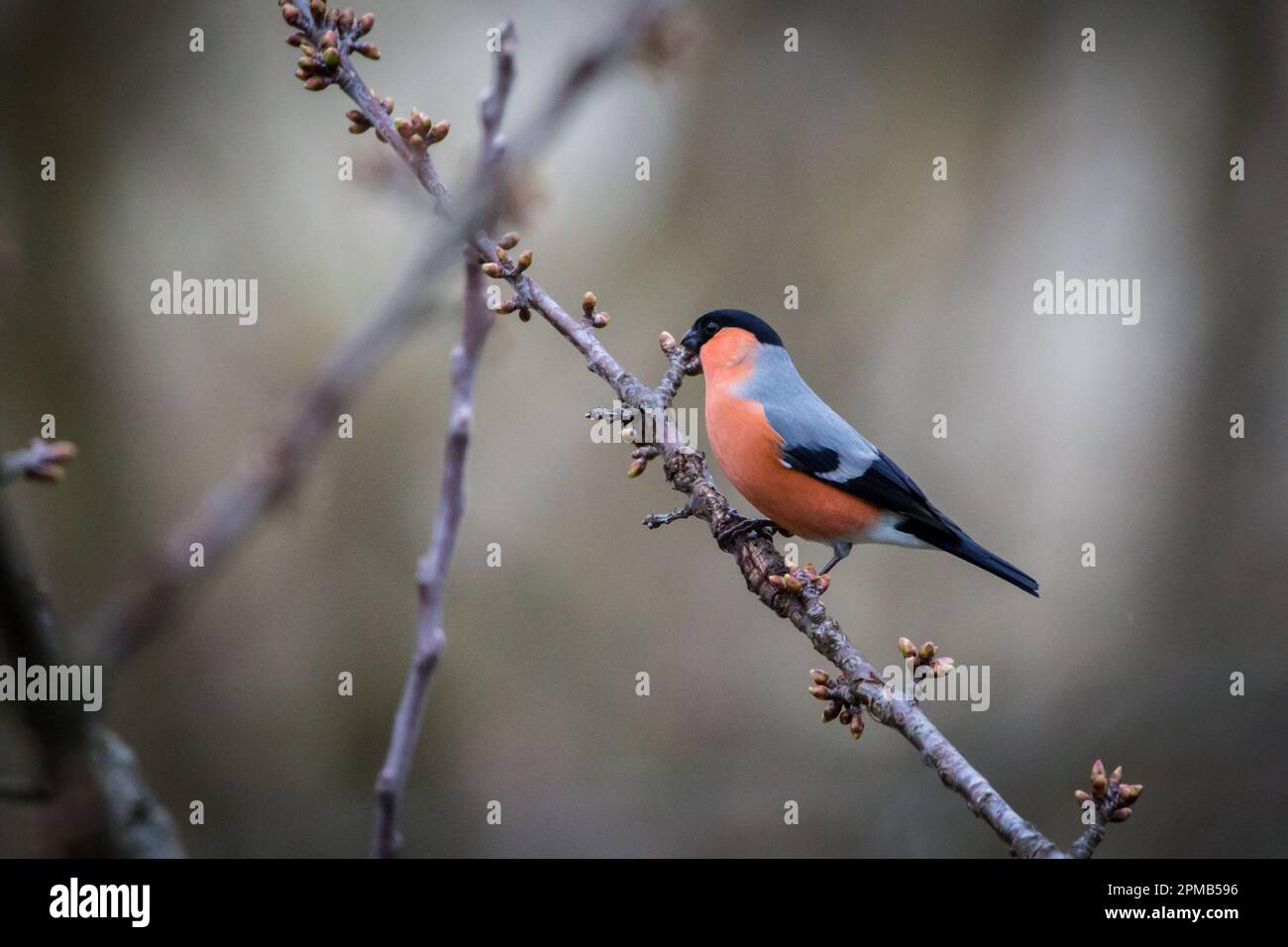 Male bullfinch (Pyrrhula pyrrhula Stock Photo - Alamy