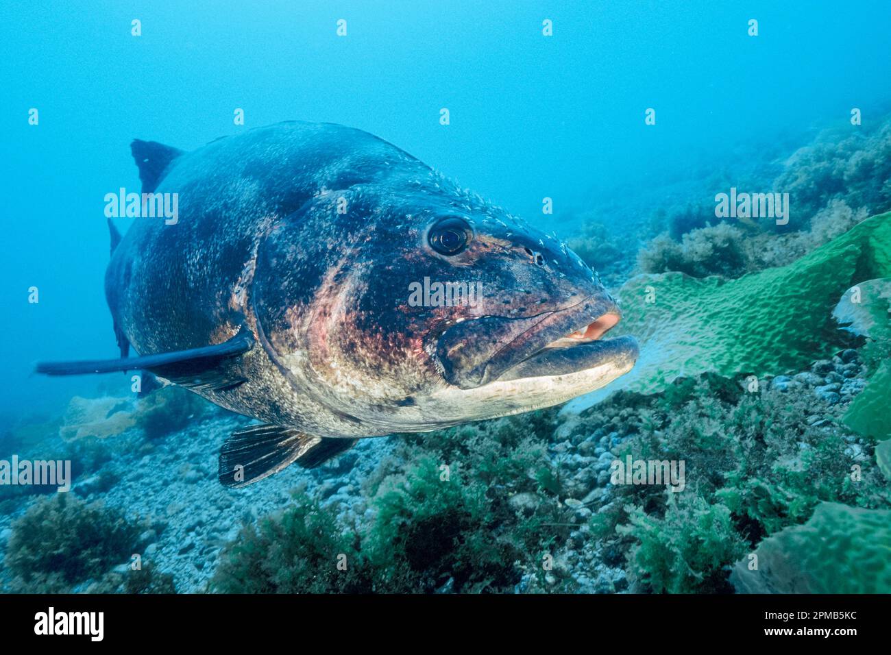 Giant Black Sea Bass The Giant Black Sea Bass Is The Largest Fish That