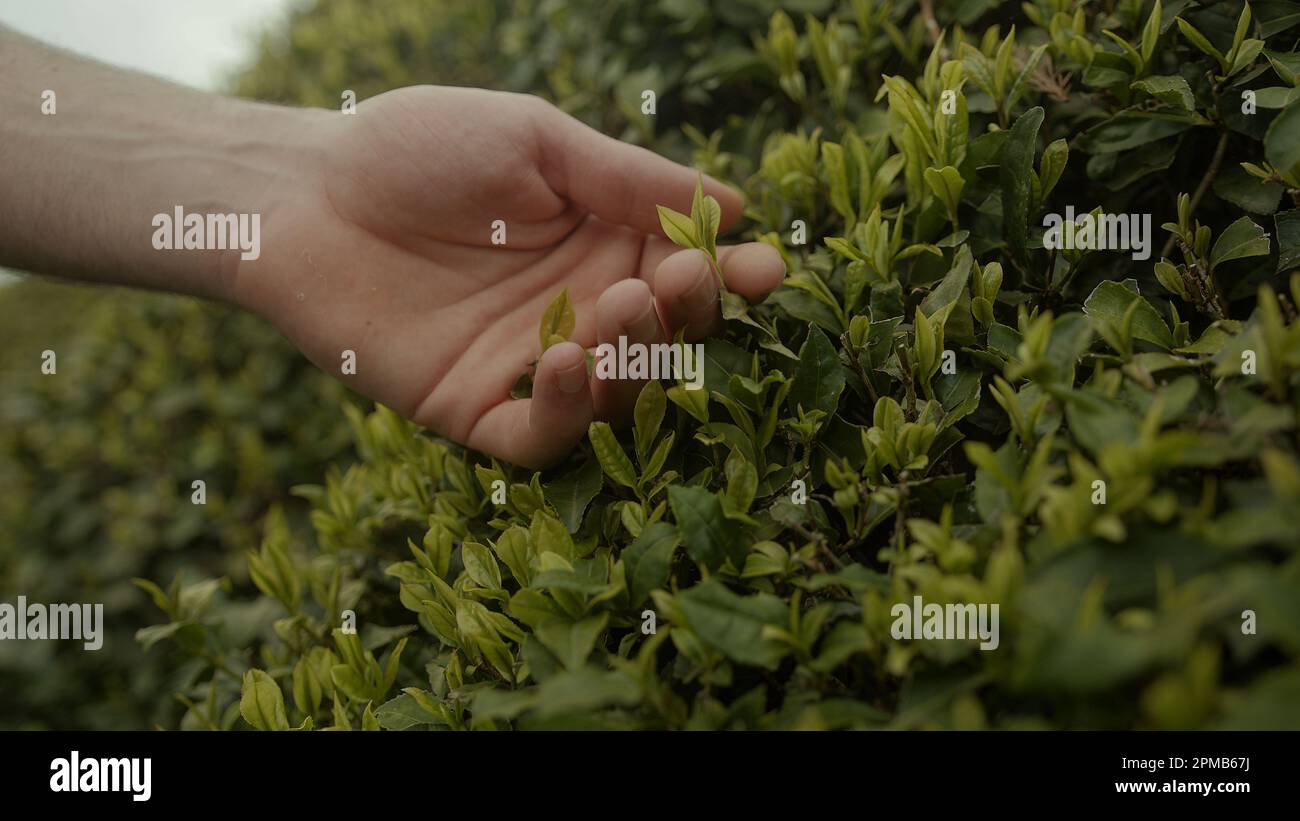 Close-Up Shot of Male Hand Enjoying Small Tea Leaves in a Tea Garden ...