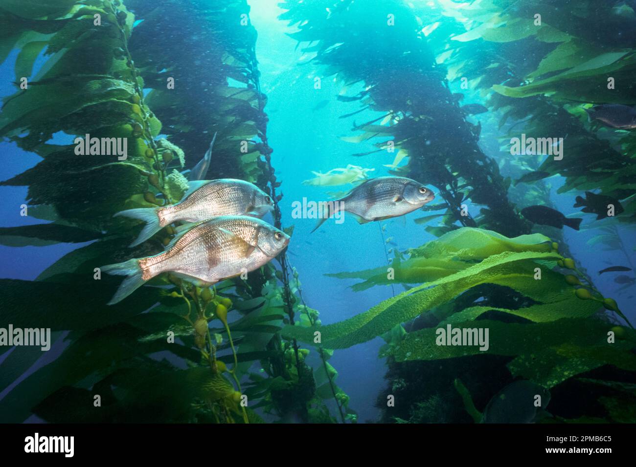 pile perch in kelp forest, Rhacochilus vacca, Anacapa Island, Channel ...
