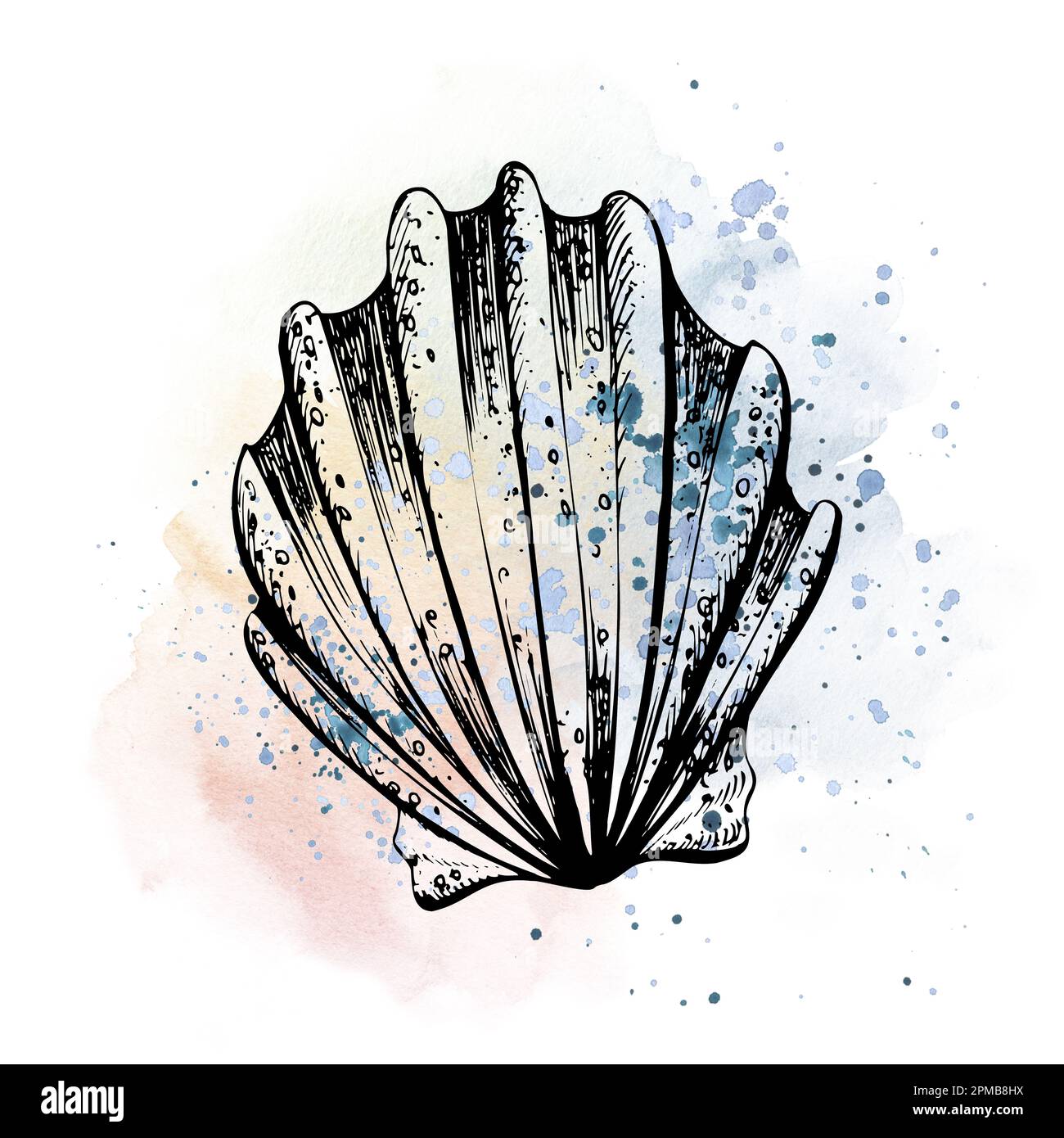 Seashell in the form of a fan graphics on the background of watercolor ...
