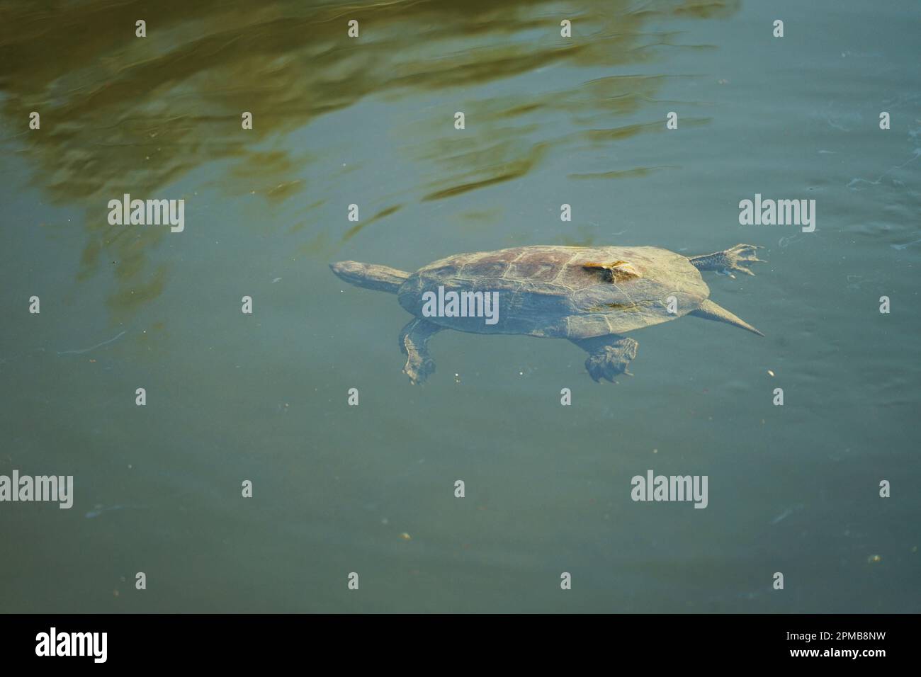 swimming turtle in an river, stream water, turtle shell, Schwimmen ...