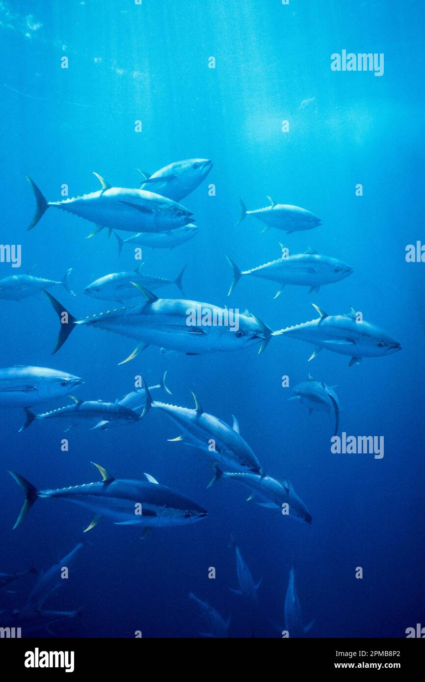 yellowfin tuna, Thunnus albacares, in purse seine net, Magdalena Bay ...