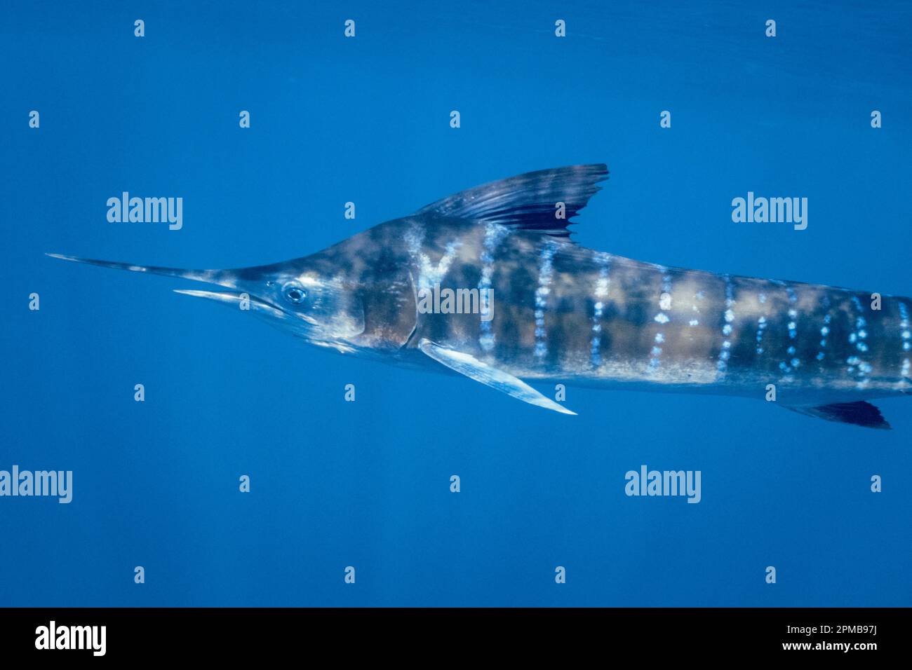 Kajikia audax hi-res stock photography and images - Alamy