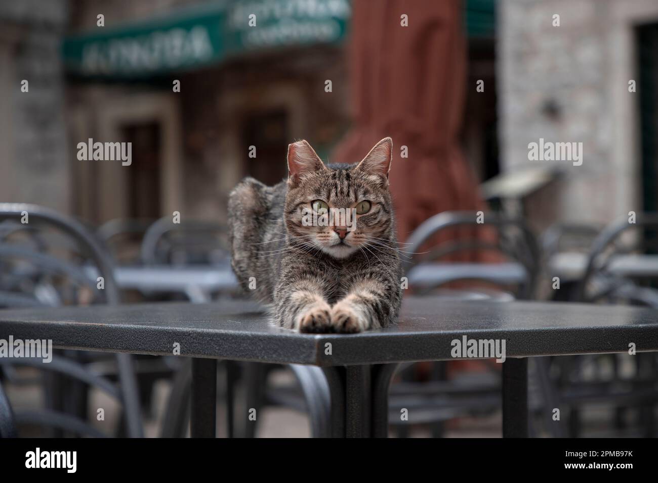 Portrait of a tabby cat laying on a restaurant table Stock Photo - Alamy