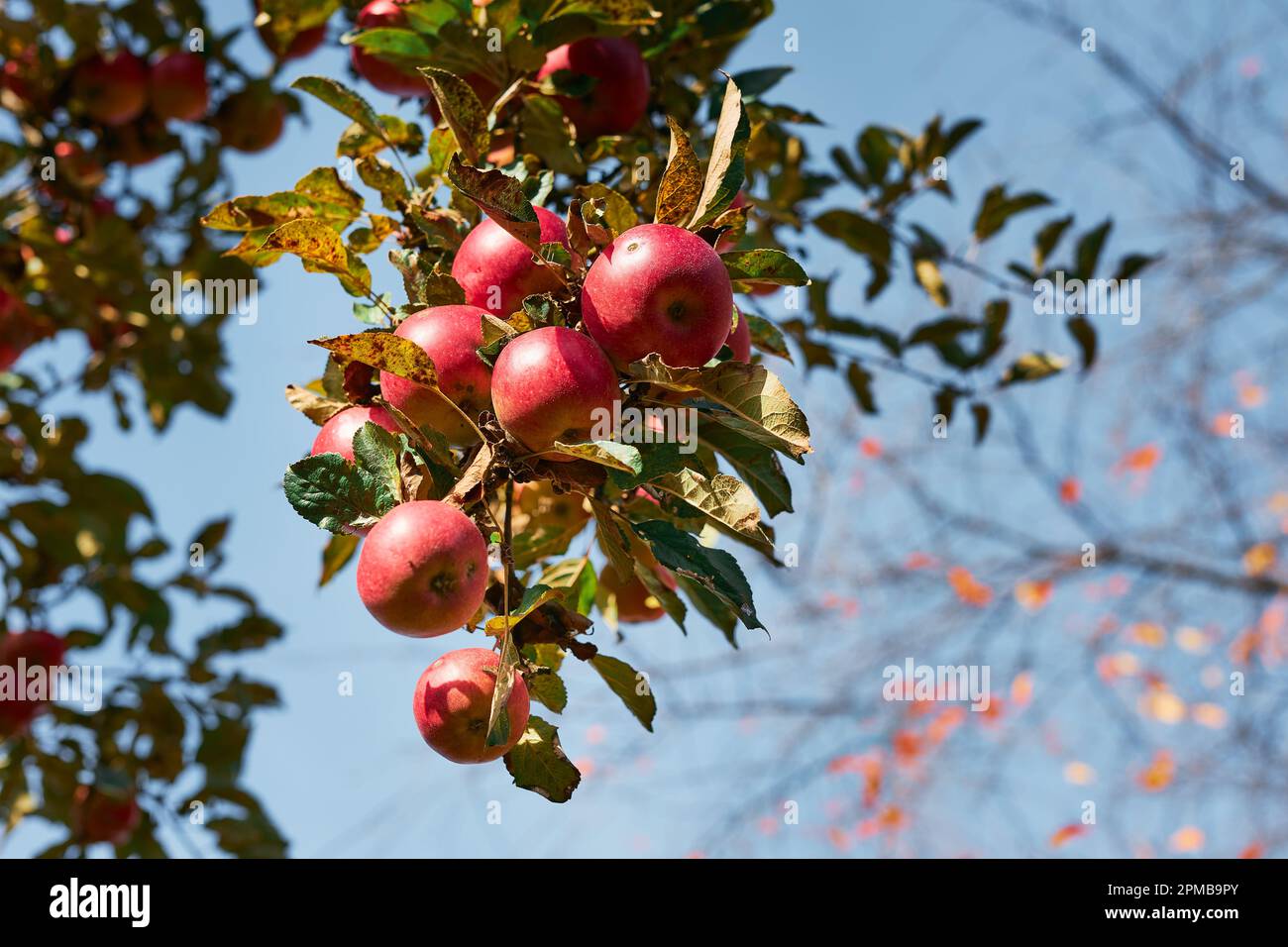 Apple tree with many ripe red juicy apples in orchard. Harvest time in ...