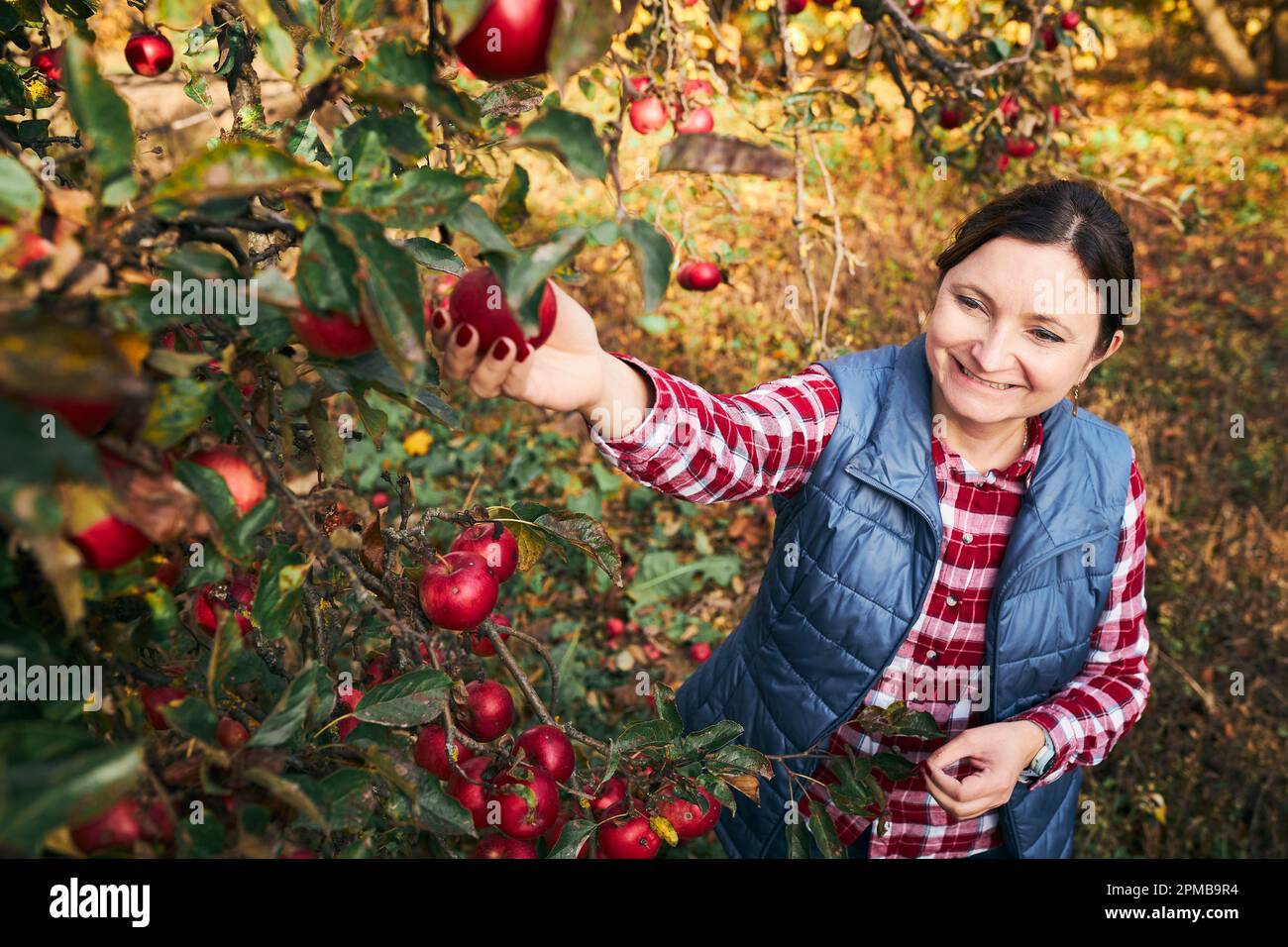 Woman picking ripe apples on farm. Happy farmer grabbing apples from ...