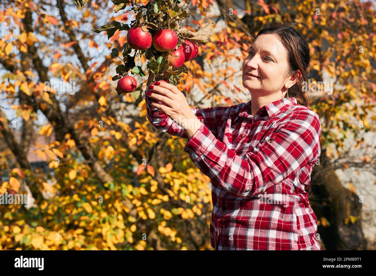 Woman picking ripe apples on farm. Farmer grabbing apples from tree in ...