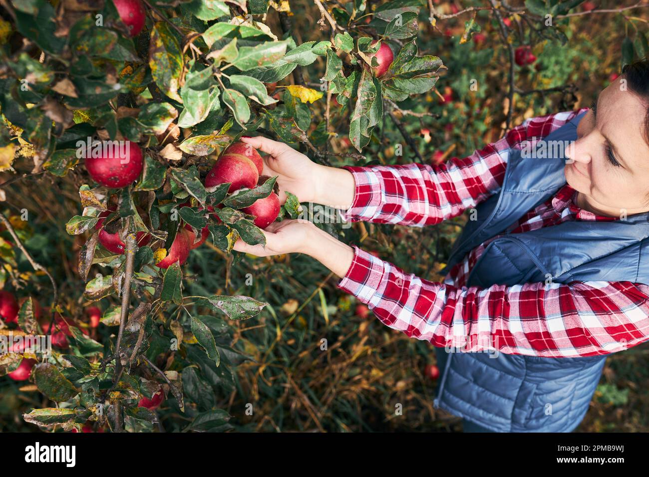 Woman picking ripe apples on farm. Farmer grabbing apples from tree in ...
