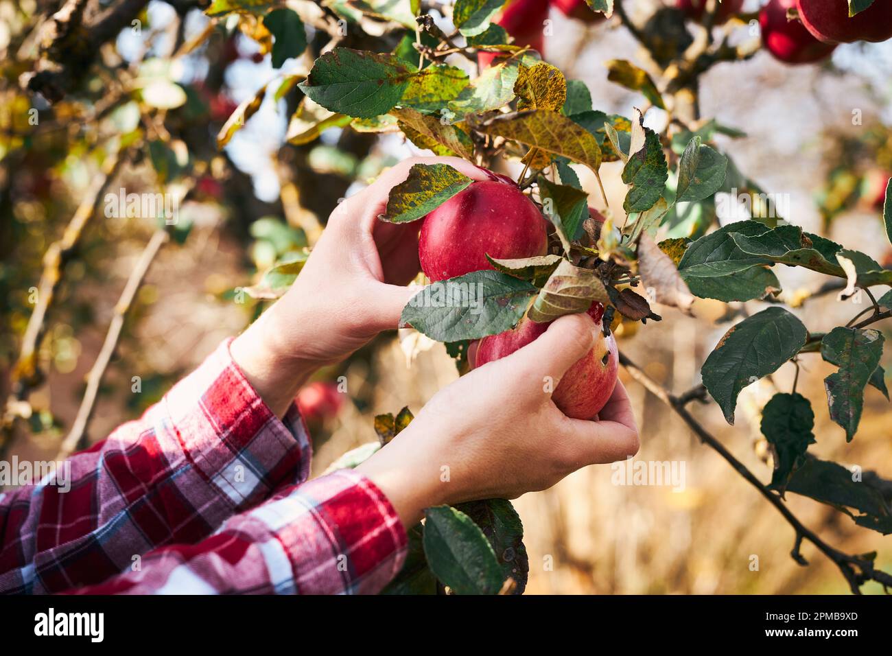 Woman picking ripe apples on farm. Farmer grabbing apples from tree in ...