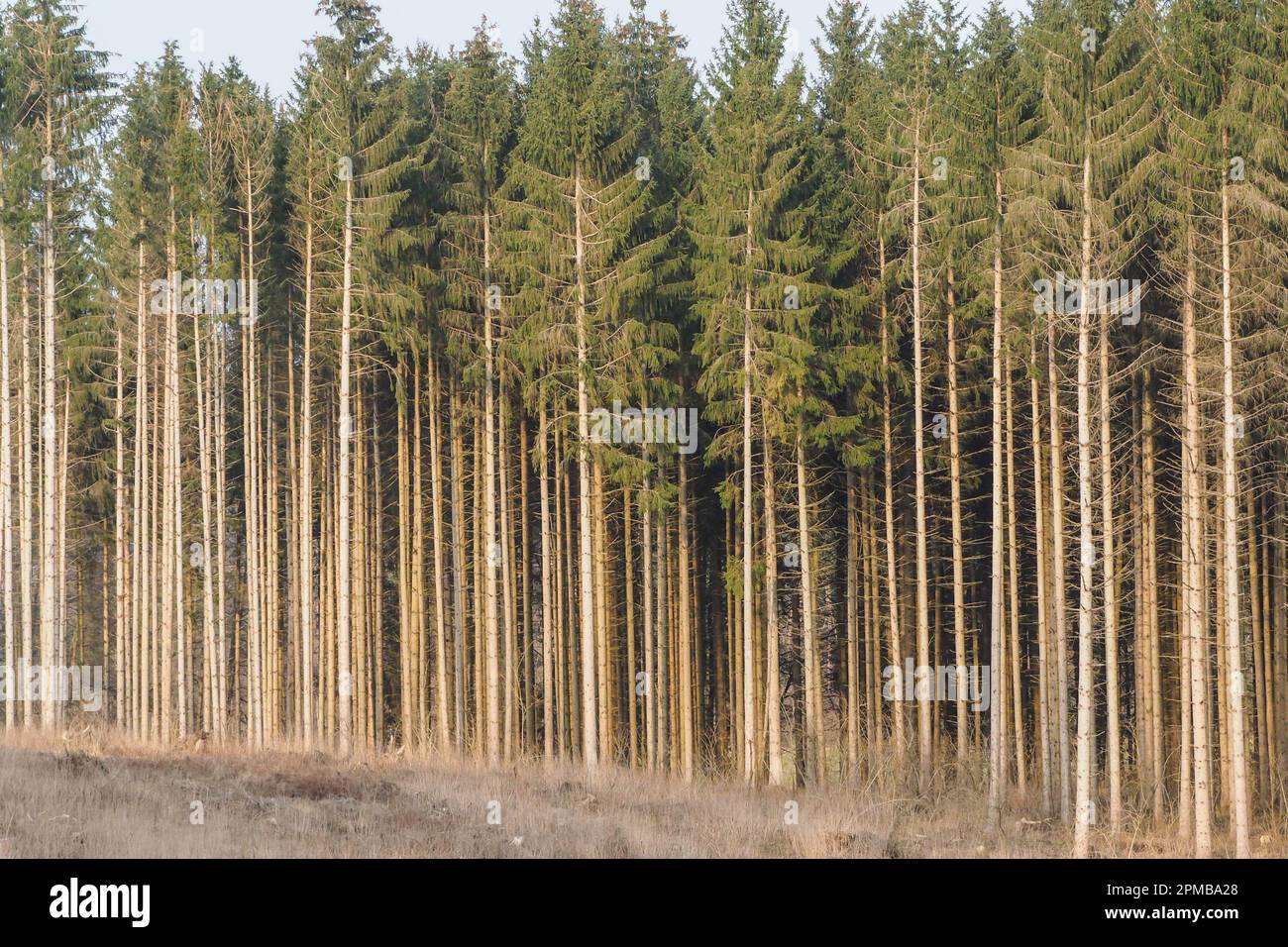 open forest edge of a spruce monoculture Stock Photo - Alamy
