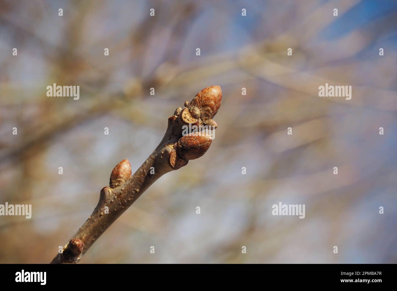 Oak tree buds winter hi-res stock photography and images - Alamy