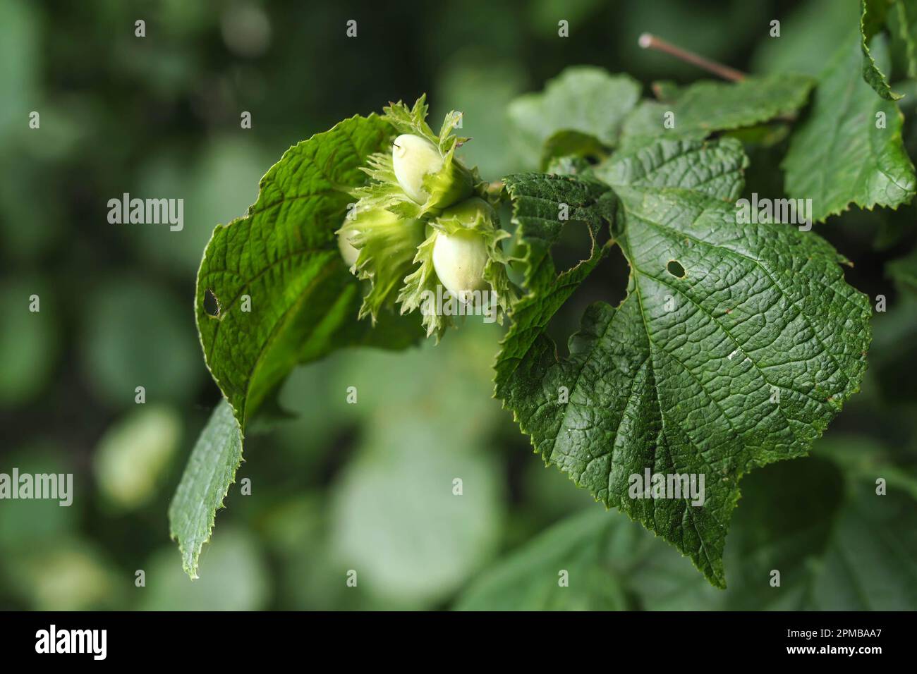 Unripe fruits of a hazelnut bush Stock Photo - Alamy