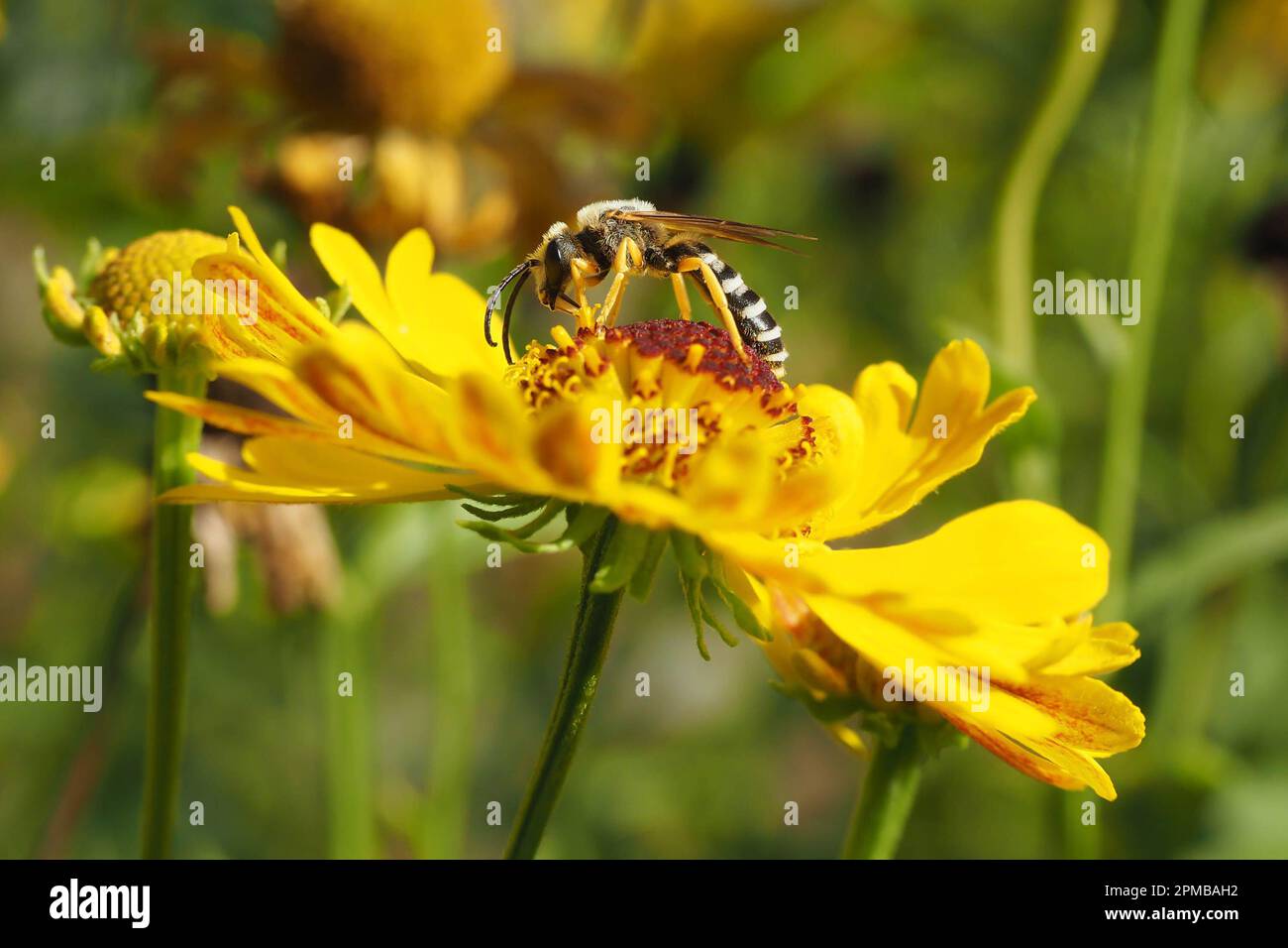 yellow banded furrow bee Stock Photo - Alamy