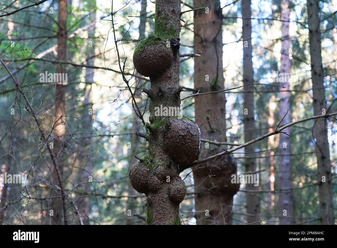 closeup of diseased tree trees in a forest, tree with a tumor. Kranker ...