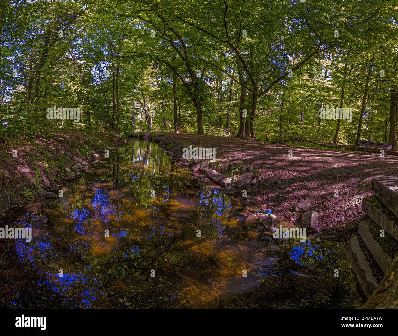 Image of a small stream flowing slowly through a forest during the day ...