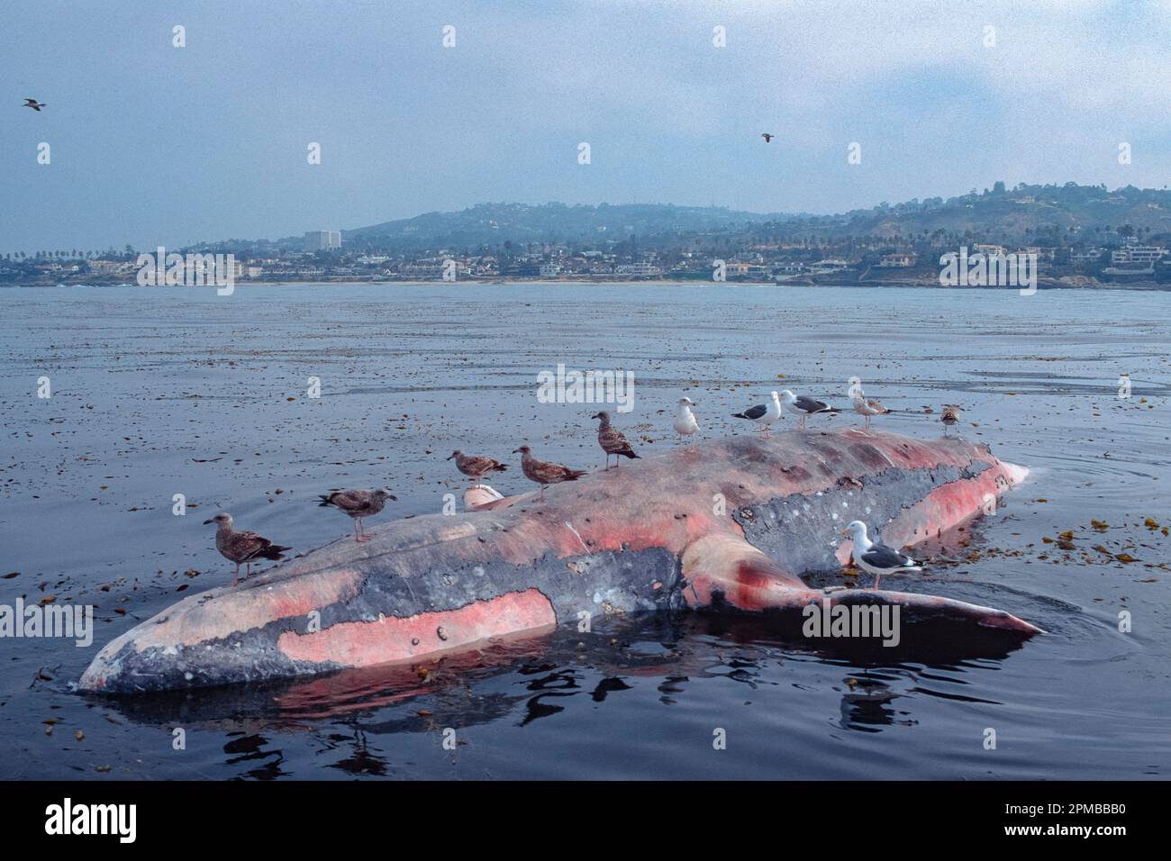 dead gray whale, Eschrichtius robustus, floating off La Jolla ...