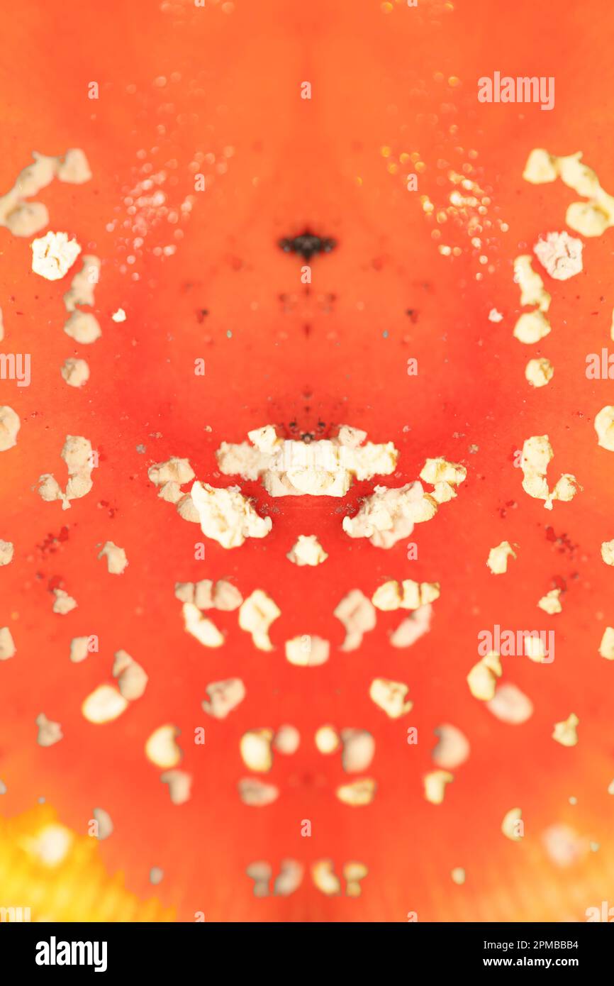 Mushroom amanita muscaria known as fly agaric with bright red hat and ...